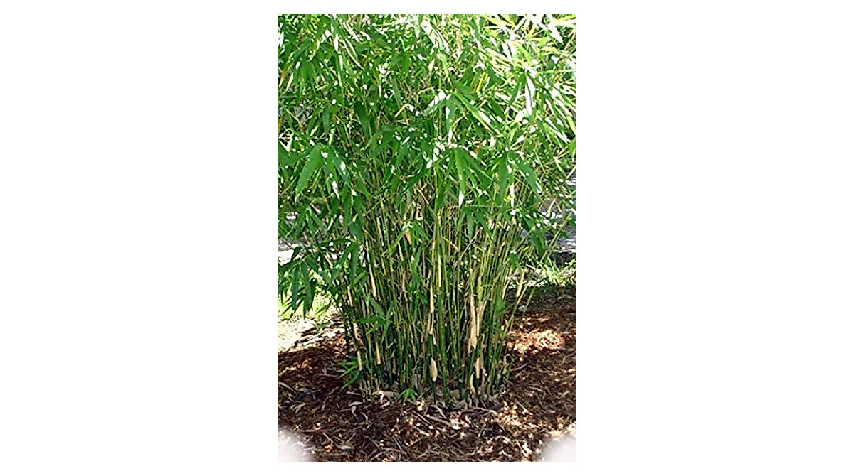 Green Hedge Clumping Bamboo - Perfect Non-Invasive Screen