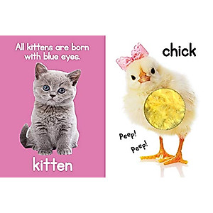 Adorable Animals - Touch and Feel Board Book - Sensory Board Book