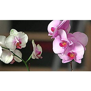 Miracle-Gro Orchid Plant Food Mist Rtu3