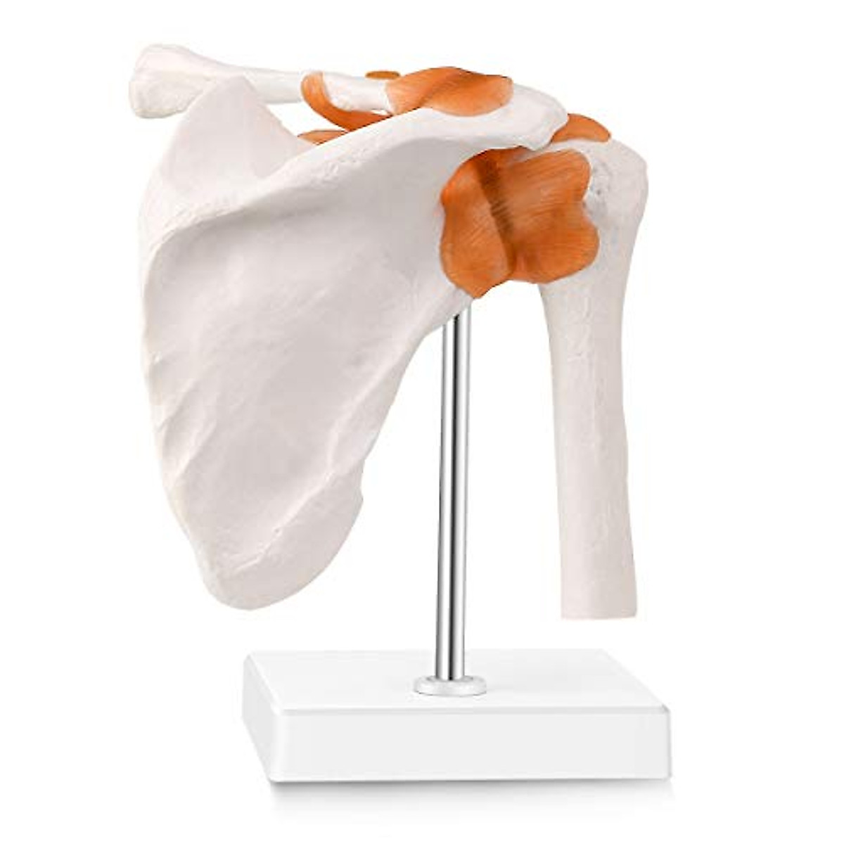 LYOU Human Shoulder Joint Model, Life Size Flexible Anatomically Accurate Shoulder Skeleton Model with Functional Ligaments and Removable Base