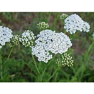 White Yarrow Western Flower Seeds for Planting, 1500+ Seeds Per Packet, (Isla's Garden Seeds), Non GMO & Heirloom Seeds, Botanical Name: Achillea millefolium, Great Home Garden Gift
