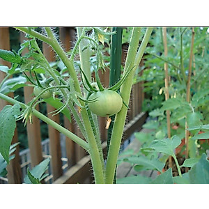 Tomato Plant, 3 Beefsteak Tomato Live Plants 6 to 10 Inches, Easy to Plant Planting Ornaments Garden Perennials Simple to Grow Pots Gift