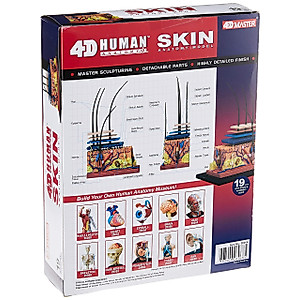 Famemaster 4D-Vision Human Skin Anatomy Model