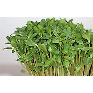 Sunflower Sprouting Seed, Non GMO - 16 oz - Country Creek Acre Brand - Sunflower Seed for Sprouts, Garden Planting, Cooking, Soup, Emergency Food Storage, Gardening, Juicing, Cover Crop