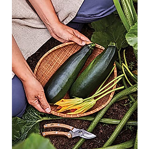 Burpee Black Beauty Zucchini Summer Squash Seeds 100 seeds