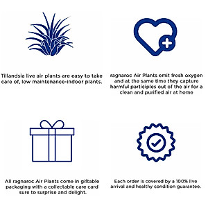 ragnaroc Live Plants - Bromeliad Neoregelia 'Fireball', Large 6" - 3ct - Live Arrival Guaranteed - House Plants for Home Decor & Gift