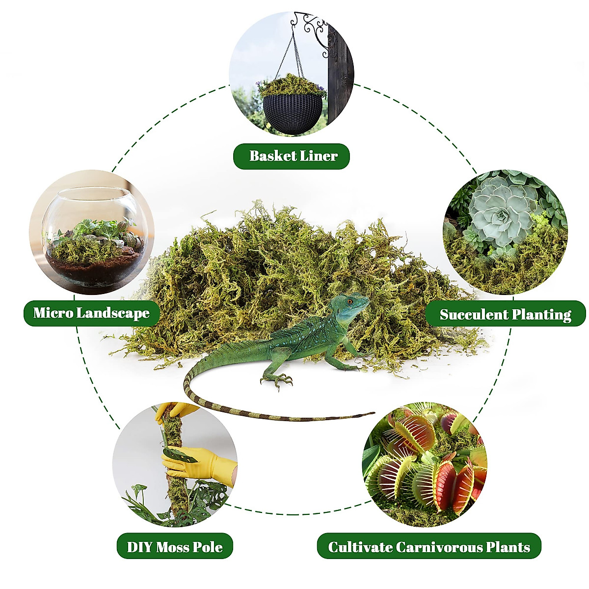 Lanccona Sphagnum Moss - 3 Quarts Dried Forest Moss for Orchid Moss Potting Mix Carnivorous Plants Succulents Reptiles Decorating Terrariums Potted Plant Propagation