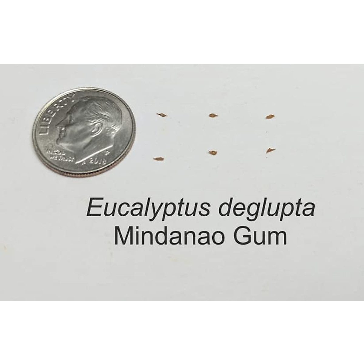 1-1000pcs Rainbow Eucalyptus Tree Seeds Indonesian Gum Mindanao Binacag Sarassa 0128 (25+ Seeds)