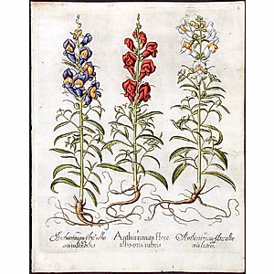 [Garden Snapdragons] Anthirrinum flore albo oris rubris; Anthirrinum flore albo oris luteis; Anthirrinum flore albo oris rubentibus [Garden snapdragons]