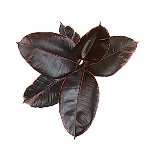 6" Ficus Ruby, Variegated Rubber Plant, Real House Plants, Desk Plants Live, Plant Decor for Bedroom, Floor Plants, Real Plants Indoor Live Plants Indoor Plants Live Houseplants by Plants for Pets