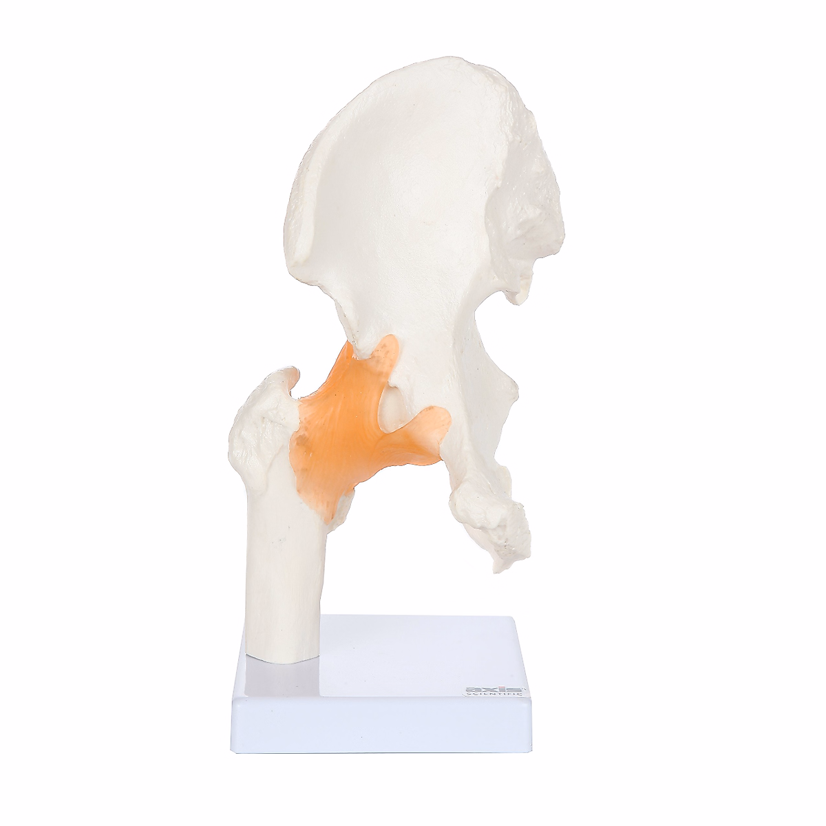 Axis Scientific Life Size Human Hip Bone Anatomy Model – Premium Hip Joint Anatomy Model for Medical Students with Flexible Ligaments and Bony Landmarks – Includes Base, Includes Product Manual