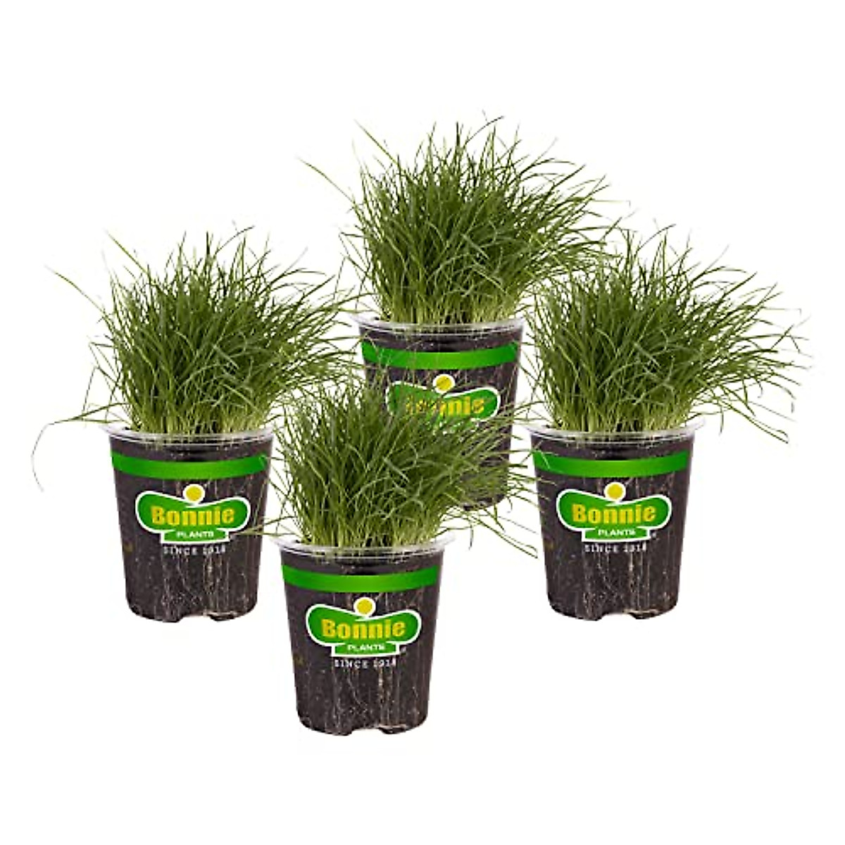 Bonnie Plants Pet Grass Live Edible Plant - 4 Pack, Pet Friendly, Great For Dogs & Cats, Perfect For Indoors