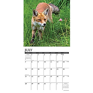 Willow Creek Press Foxes Monthly 2024 Wall Calendar (12" x 12")