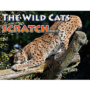 Pet MasterMind Claw Withdraw Cat Scratch Training Spray, Indoor Anti-Scratch - 4oz