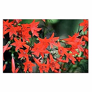 David's Garden Seeds Flower Native Texas Standing Cypress 3229 (Red) 100 Non-GMO, Heirloom Seeds
