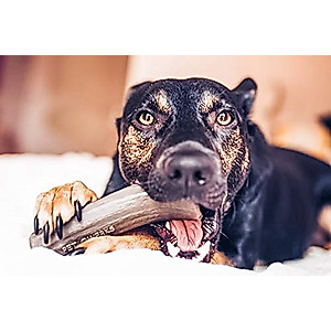 Pet Qwerks Nylon Antler Liver Flavor - Durable Dog Bones for Aggressive Chewers, Tough Nearly Indestructible Chew Proof Toys | Made in USA - for Large & Medium Dogs (A7)