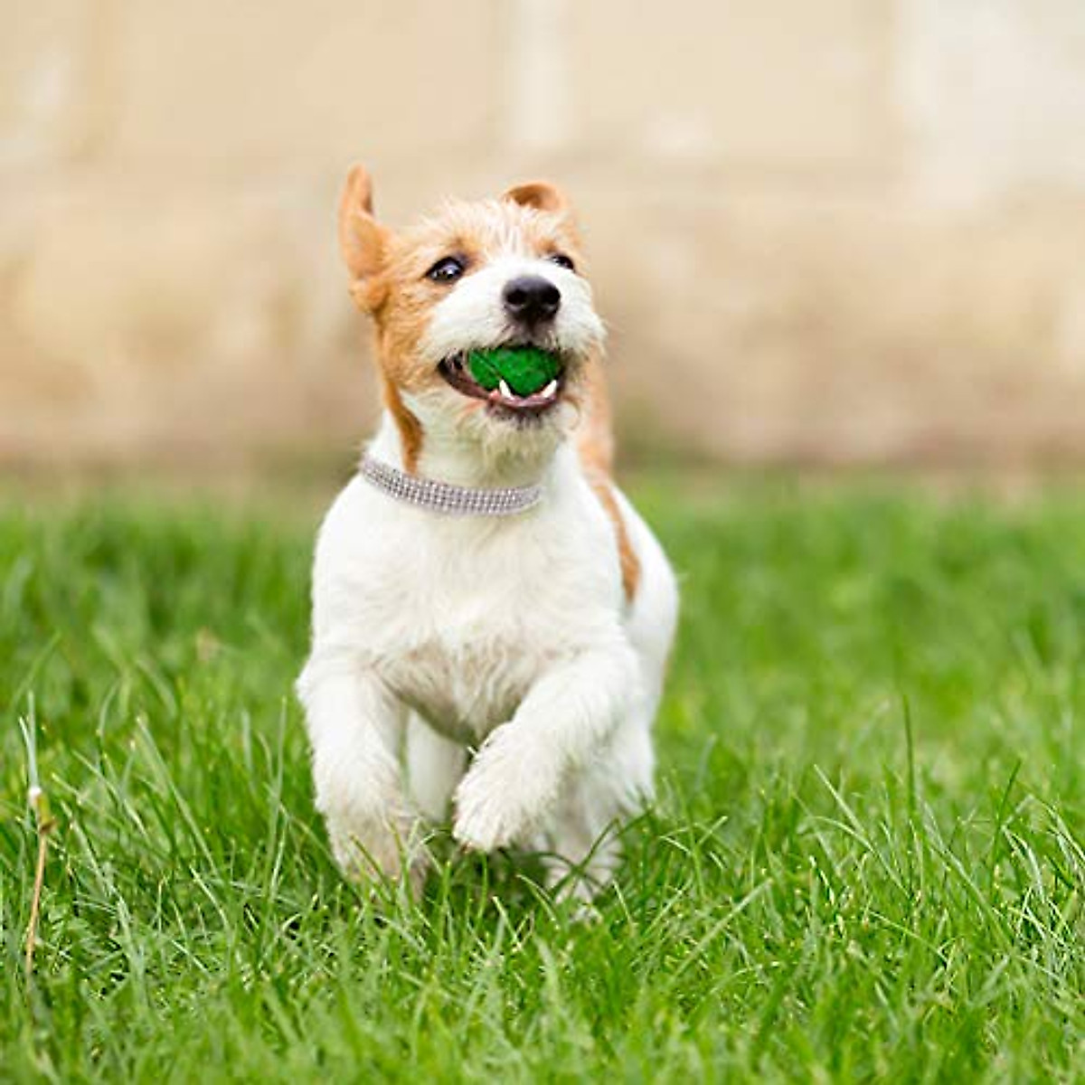 PUPTECK Basic Adjustable Cat Collar with Bling Diamante and Double Bells, for Kitten and Small Puppy, Fashion and Shining (XXS: Collar Adjustable: 6-8in, 0.3inch Width, Pink)