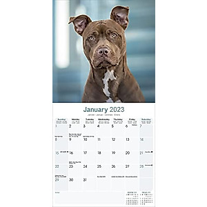 American Pit Bull Terrier Calendar - Dog Breed Calendars - 2022 - 2023 wall calendars - 16 Month by Avonside