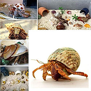 Petawi Hermit Crab Shells Large Medium XLarge Natural Growth Shells for Hermit Crab Variety Turbo Seashells Sea Conch No Painted Hermit Crab Supplies