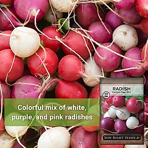 Sow Right Seeds - Easter Egg Mix Radish Seed for Planting - Non-GMO Heirloom Packet with Instructions to Grow an Outdoor Home Vegetable Garden - Multi Color, Fast Growing - Red, Purple, and White (1)