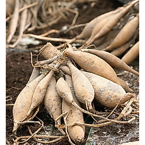 Votaniki Garden Wonder Dahlia Bulbs - Stunning Dahlia Blooms, Large Flowering Dahlia Bulbs | Perennial Flower, Prefect for Cut, Easy to Grow, Attracts pollinators (1 Pack)