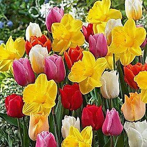 100 All in One Mixture - 50 Tulips Bulbs and 50 Daffodil Bulbs a Colorful Mix of Tulips and Popular Dutch Master Daffodils!