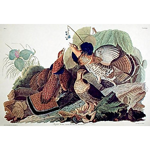 Ruffed Grouse. From"The Birds of America" (Amsterdam Edition)