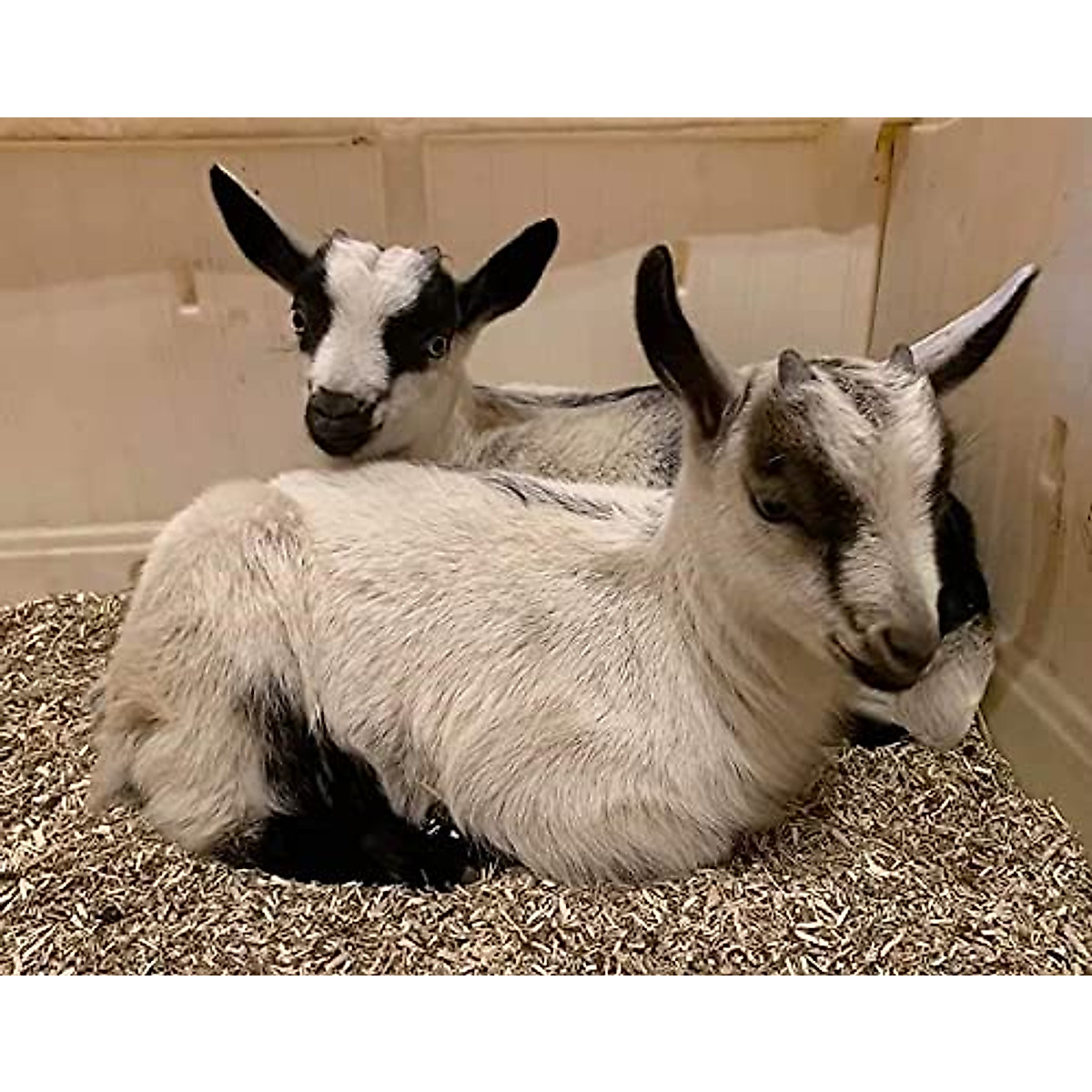 Old Dominion Hemp Small Animal Hemp Bedding, Low Du, Expands to 30 quarts, Reduces Odors, Chicken Bedding, Rabbit Bedding, Reptile Bedding, Hamer Bedding, Gerbil Bedding, Rat & Mice Bedding