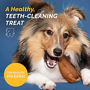 123 Treats Natural Pig Ears for Dogs, 100% Natural Long Lasting Pork Dog Chews, Ideal for All Chewers, Delicious and Healthy Dog Treats, Pig Ears Large and Mix (one Pack of 100)