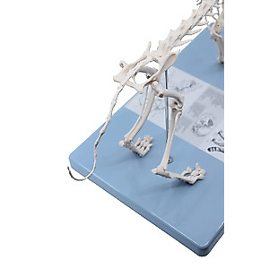 Adult Cat Skeletal System, Anatomical Model, 8.25" Tall - Life Size Domestic Shorthair - Medical Quality, Mounted to Base - Eisco Labs