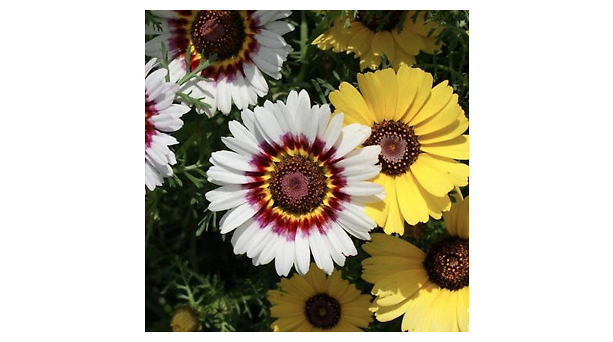 Painted Daisy Flower Seeds | Vibrant & Easy to Grow for Gardens
