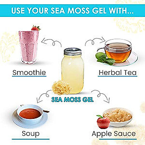 BUIE HOLISTIC HERBS Golden Irish Sea Moss, Pure Wildcrafted, Nutrient-Rich, Dr. Sebi Inspired - Makes 120+ oz Gel | Pure & Natural Raw Gold Irish Sun - Dried Sea Moss for Health & Wellness / (8 oz)