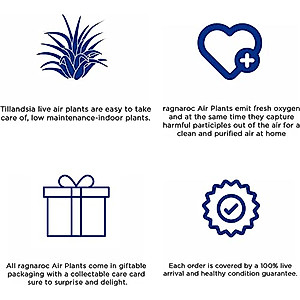 ragnaroc Live Air Plants - Tillandsia Variety, Regular 1-3" - 15ct - Live Arrival Guaranteed, House Plants for Home Decor & Gift