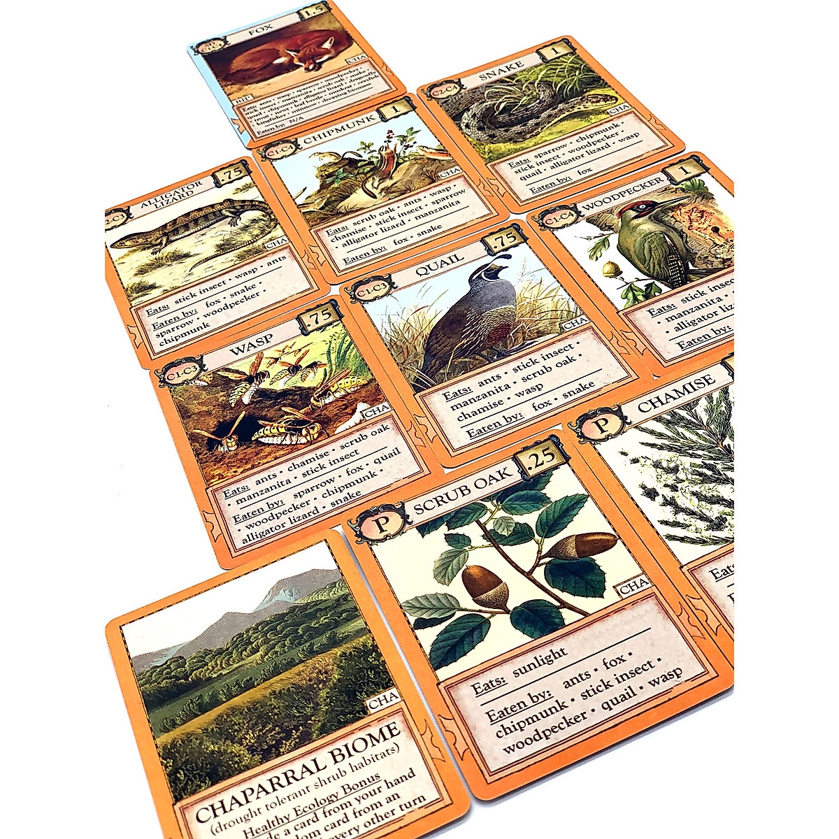 Montrose Biology Ecologies: Bizarre Biomes - Use Science to Build Food Webs in 7 Biomes - Beautiful Vintage Nature Art for The Classroom or Game Night