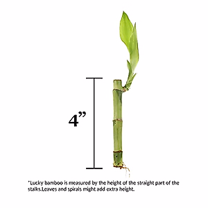 NW Wholesaler - 4" Live Lucky Bamboo Plant - Bundle of 20 Stalks - Live Indoor Houseplants for Home Decor, Live Bamboo Plant, Indoor Low Light Plants, Feng Shui (20)