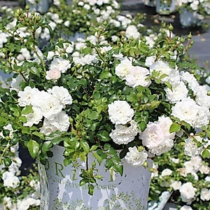 CHUXAY GARDEN White Miniature Rose 100 Seeds Hardy Flowering Plant Great for Bonsai Planting Mini Rare Shurb Grows in Garden and pots