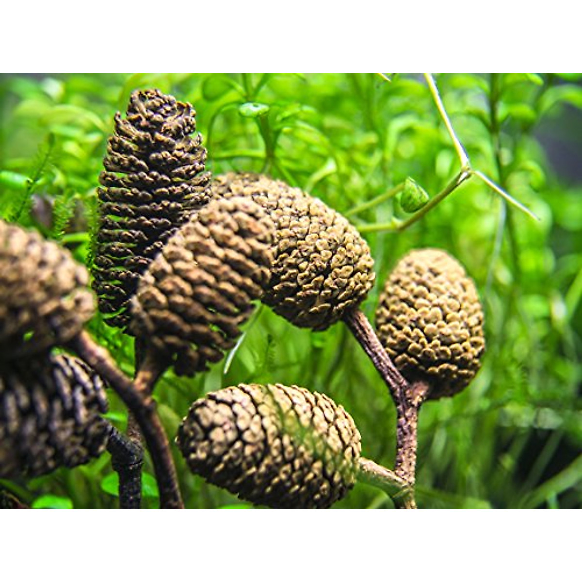Aquatic Arts 50 Alder Cones | Shrimp Aquarium Decorations |pH Reducer & Buffering Water Treatment |Freshwater Fish Tank Supplies/Accessories