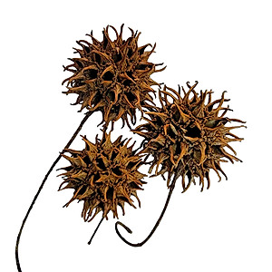 Sweet Gum Tree Seed Pods for Reptiles, Amphibians, Isopds, Terrarium, Bioactive Enclosures, 20 Count of Large 1" - 1.5" Natural and Organic Hand Collected Spikey Balls