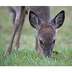 Bird-X Deer Gard Ultrasonic Motion-Activated, Covers 4,000 sq. ft.