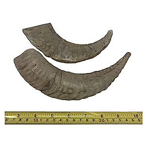 WhiteTail Naturals - Lamb Horns for Dogs (2 Pack) Long Lasting Dog Chews - Grain Free Chew Bone - Natural Sheep Horn Treat - Tough Chew Toy for Medium Breeds and Teething Puppies.