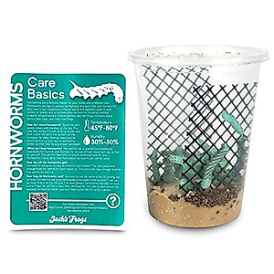 Josh's Frogs Hornworms Habitat Cup (25 Count Cup)