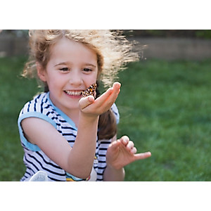 Insect Lore Cup of Caterpillars - Butterfly Kit Refill - Life Science & STEM Education