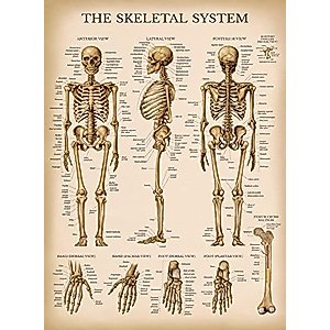 Palace Learning Vintage Skeletal System Anatomical Chart - Human Skeleton Anatomy Poster (LAMINATED, 18" x 24")