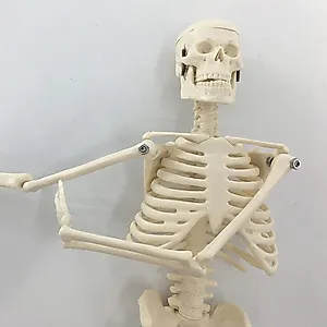 Merinden Mini Human Skeleton Model, 17.72” Petite Human Bones Model with Movable Arms, Legs and Stand, for Student, Kid to Study Small Human Skeletal System Anatomy, Physiology and to Decor Halloween