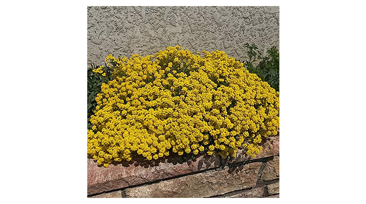 Outsidepride Perennial Sedum Acre Heat & Drought Tolerant, Succulent, Stonecrop Ground Cover ...