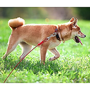 BV Pet Tie Out Cable for Dogs Up to 125 Pounds, 30 Feet (Red/ 125lbs/ 30ft)