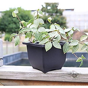6PCS/Pack Retro Style Deep Square Small Bonsai Training Pots with Tray, Mini Plastic Mocha Garden Flower Pot 5"