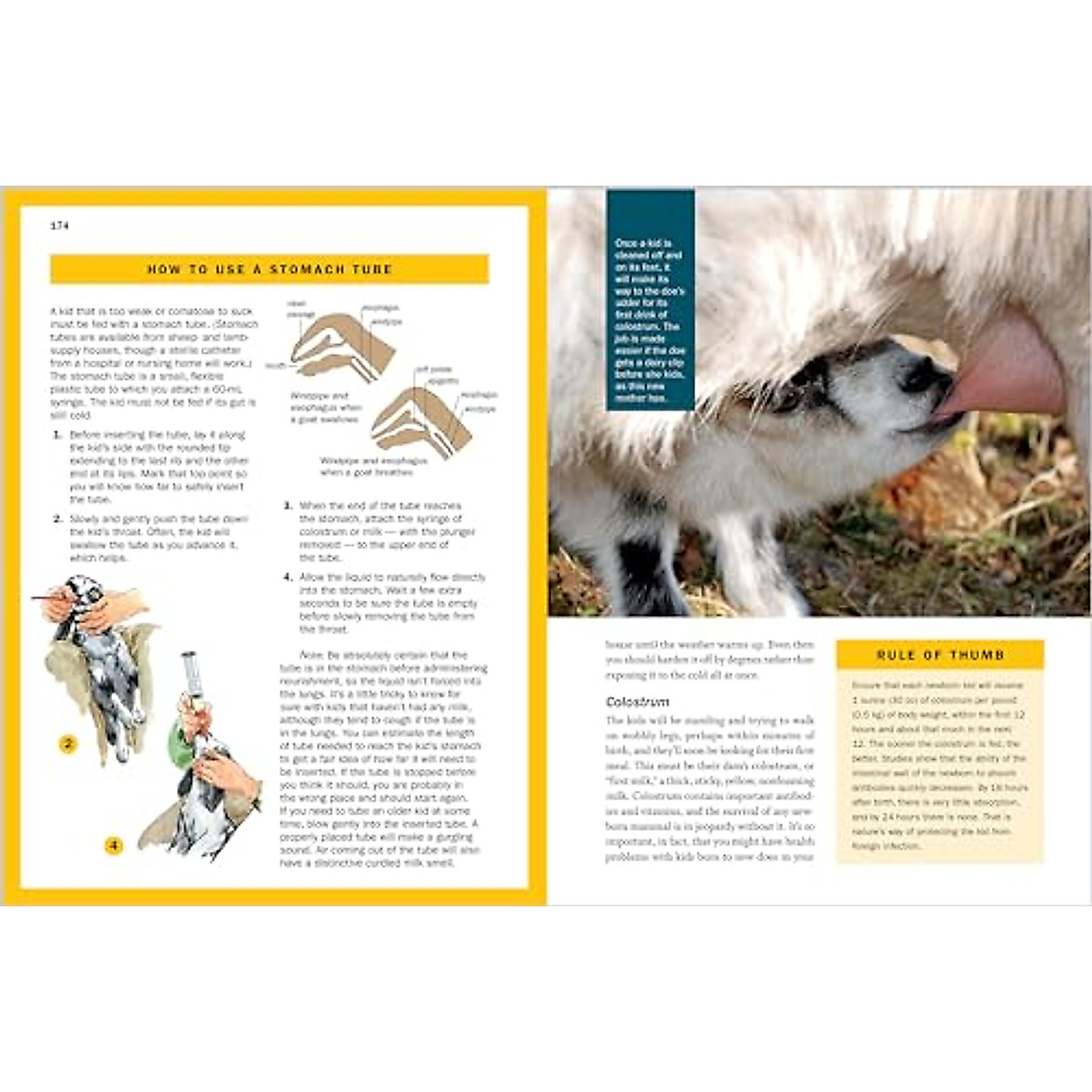 Storey's Guide to Raising Dairy Goats, 5th Edition: Breed Selection, Feeding, Fencing, Health Care, Dairying, Marketing