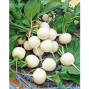 Large Radishing Collection-(1) 50pk Daikon, (1) 50pk Cherry Belle,(1) 50pk Sparkler White Tip, (1) 50pk Rambo, (1) 50pk Black Spanish Round, (1) 50pk Hailstone White, (1) French Breakfast Radish Seeds
