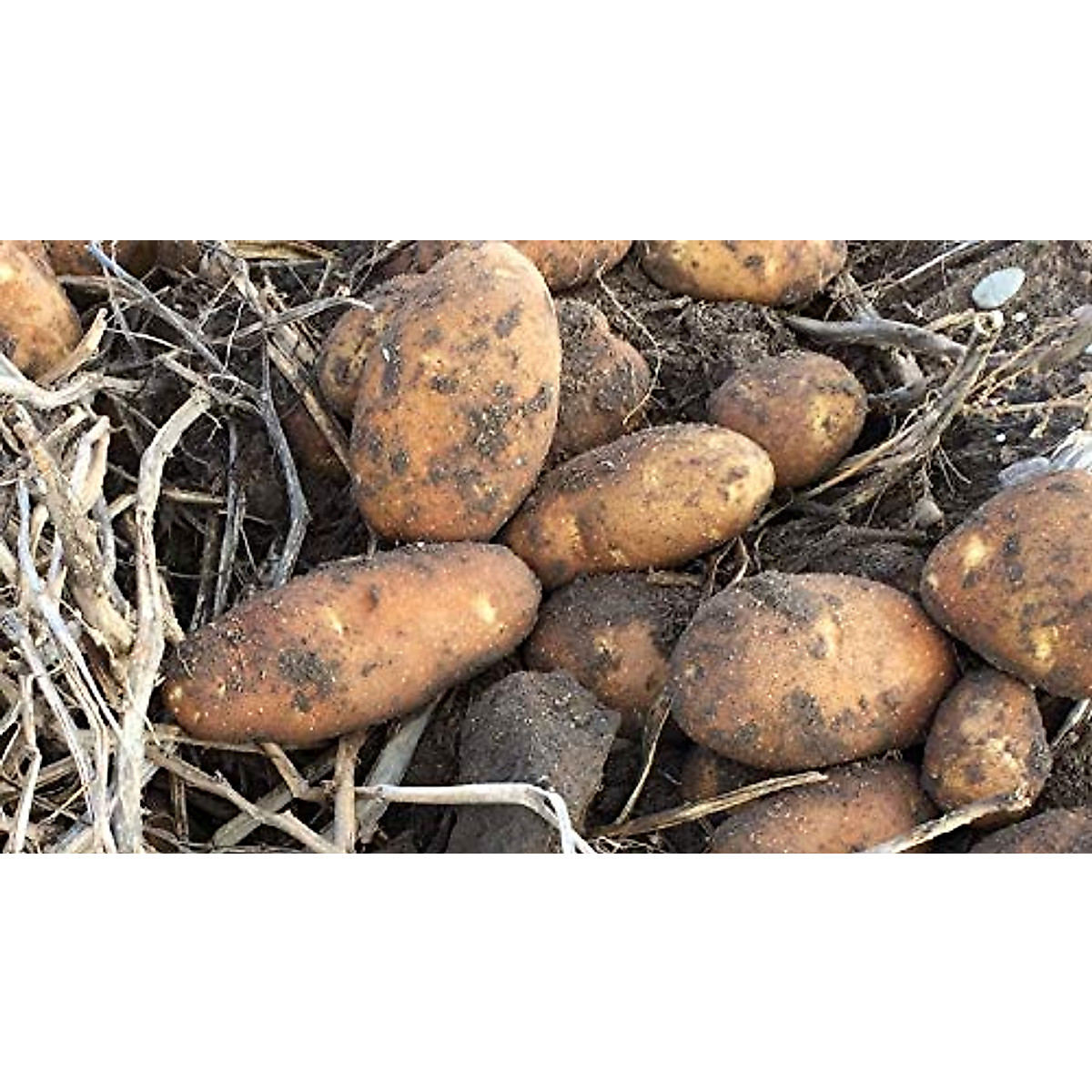 Simply Seed™ - Russet Burbanks - Naturally Grown Seed Potatoes - 5 LBS - Ready for Spring Planting !